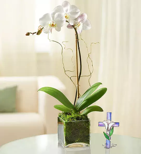 жанашырлық үшін талғампаз орхидея