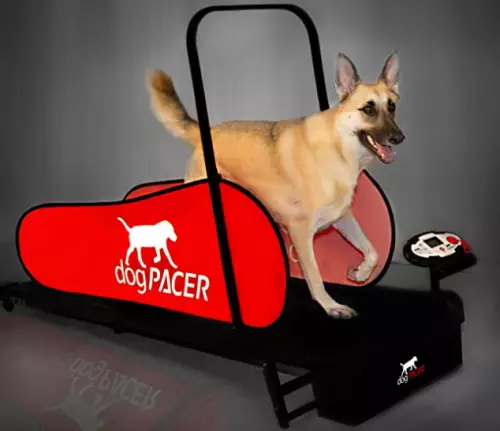 dogPacer Treadmill Ukuran Penuh