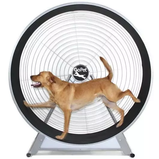 roda tapak untuk anjing