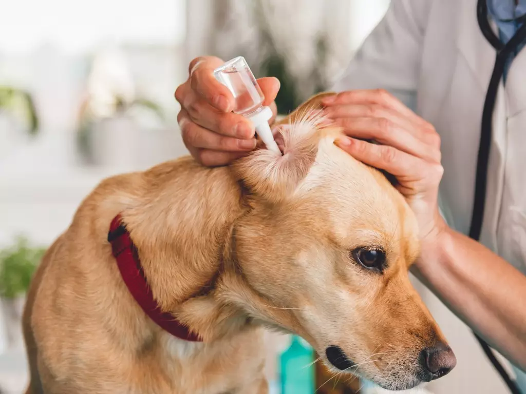 Čistenie psích uší veterinárom