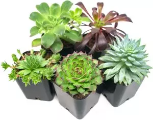 tutuwuhan succulent 5-pak, anggaran kado Natal