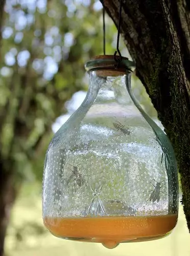 Darware Glass Wasp Traps