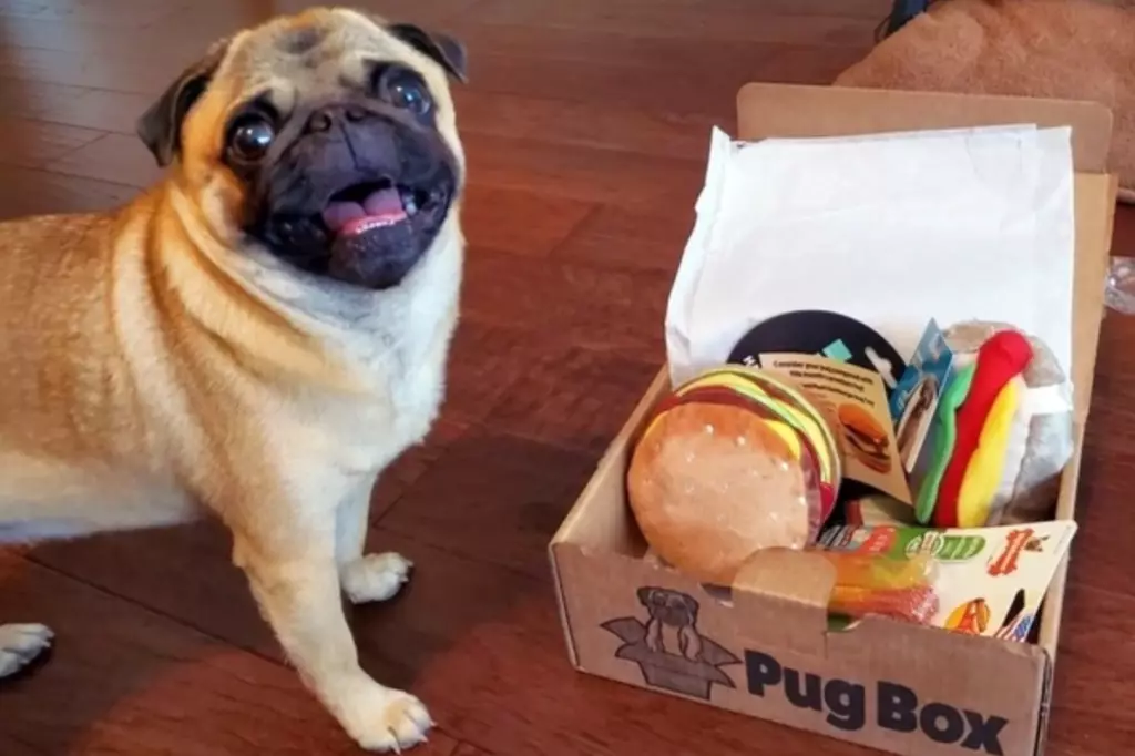 pug box