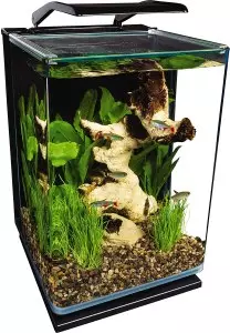 best tank masî betta