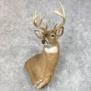 The Taxidermy Store Whitetail Deer Shoulder Taxidermy Mount