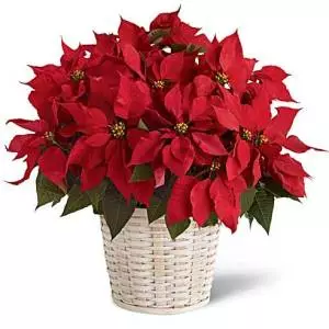 sendflowers.com Weihnachtssterne, Weihnachtssterne online kaufen