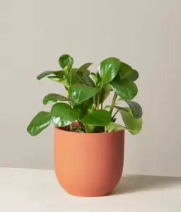 Peperomia obtusifolia