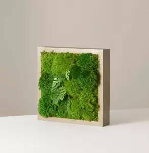 Mini Preserved Living Wall