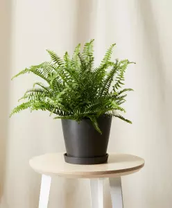 Kimberly Queen Fern