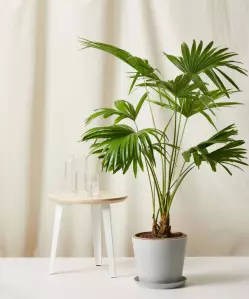 Palm Fan Kinez