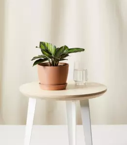 Calathea skönhetsstjärna