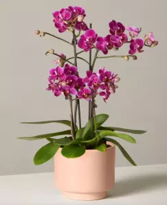 Orquídia morada