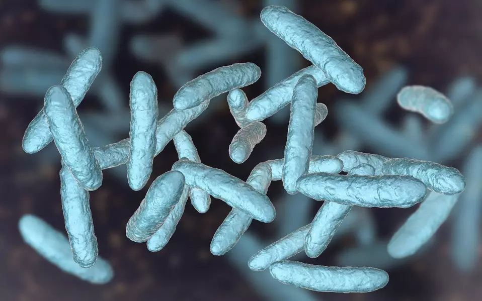 Nje bacteria probiotic, microbiota eriri afọ nkịtị, 3D