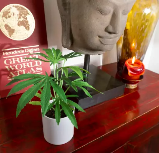 clonare pianta in vaso vaso bianco