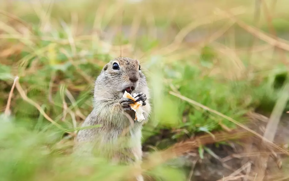 hoe om van gophers ontslae te raak