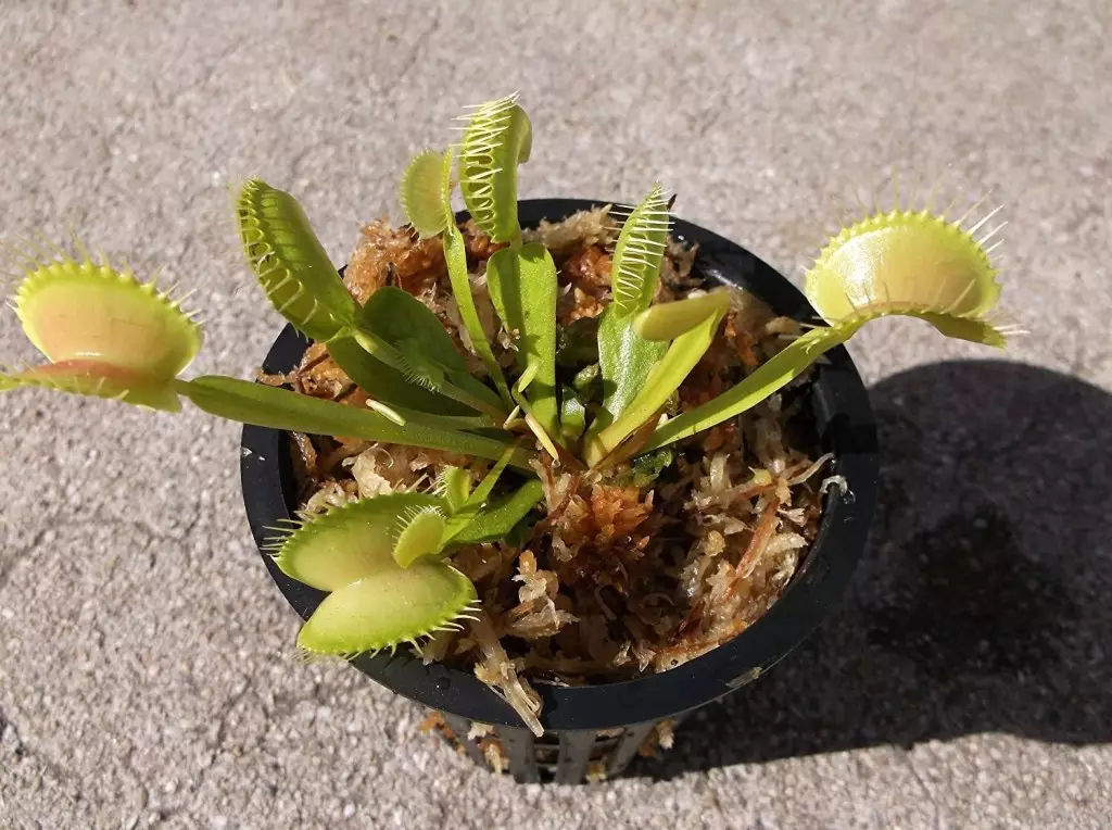 Kaaft fleischeg Planzen online - Venus Fly Trap op Amazon