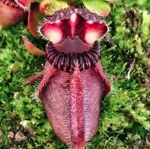 Australian Pitcher plant, vleesetende planten, vleesetende planten online kopen