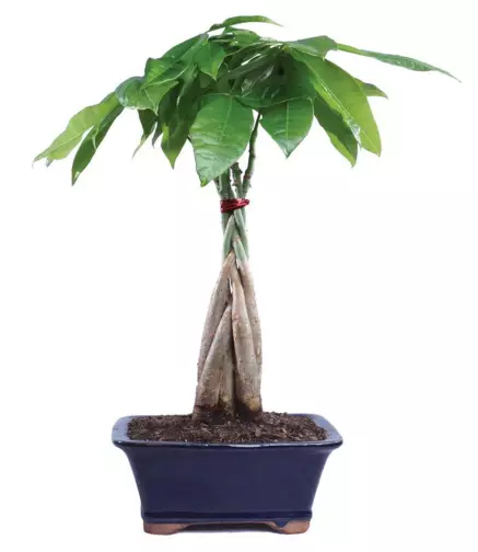Bonsai plante fire år gammel