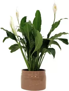 Bağlı Sülh Zanbaq Spathyphyllum