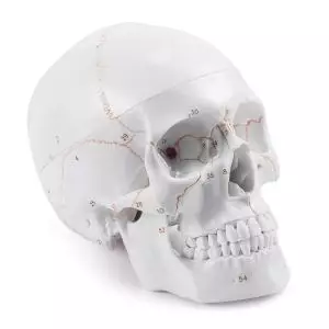 decorazioni di halloween Testa anatomica a grandezza naturale di Medarchitect
