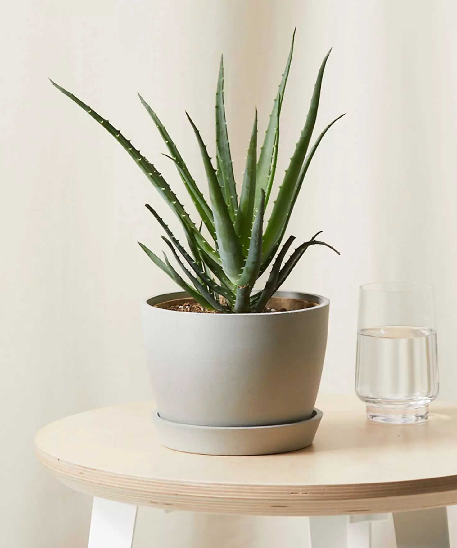 najlepsze rośliny domowe, Aloe Plant od Bloomscape