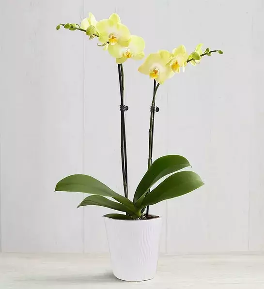 Barruko landare onenak, 1-800-Loreetako orkideak