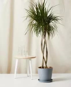 najlepšie izbové rastliny, Dracaena Marginata Open Weave