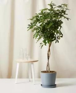 pi bon plant andedan kay la, plant schefflera arboricola