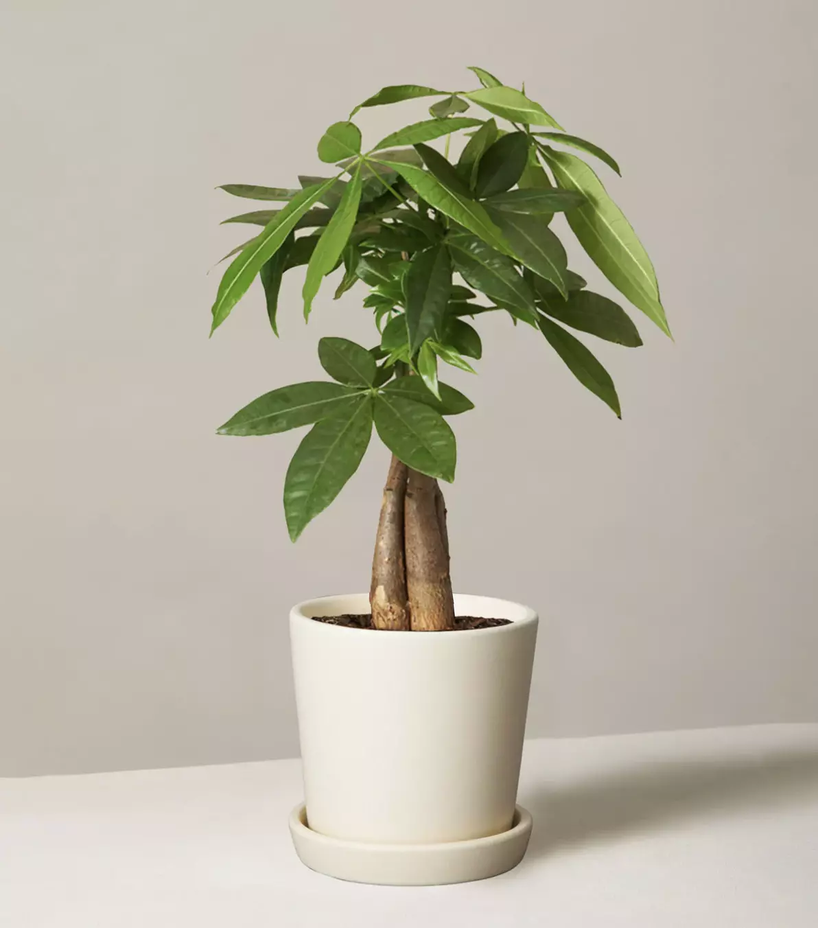 tumbuhan dalaman terbaik, Pokok Wang dari The Sill