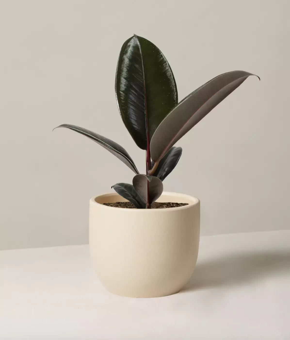 najlepšie izbové rastliny, Rubber Tree Plant od The Sill