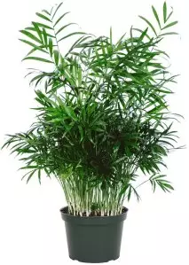 beste binnenshuise plante, Parlor Palm