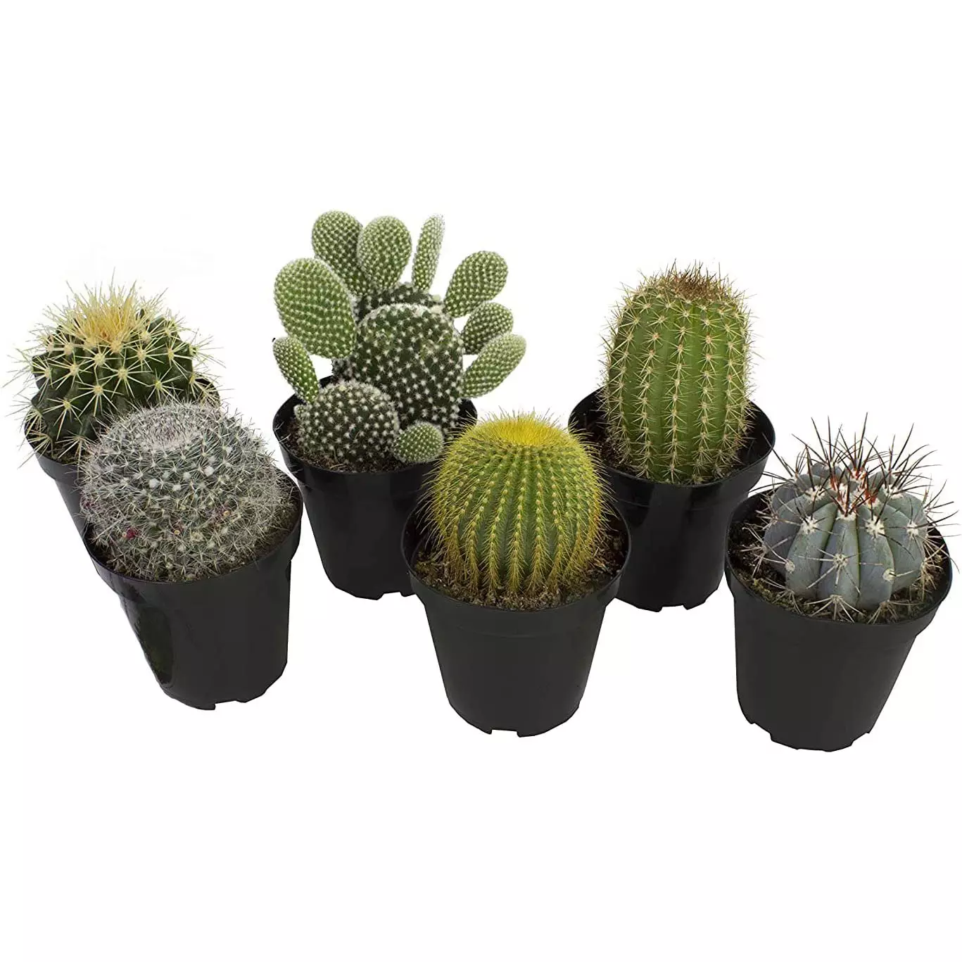 καλύτερα φυτά εσωτερικού χώρου, συλλογή Cactus