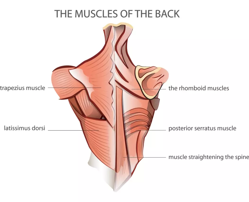 muscoli della schiena grafica