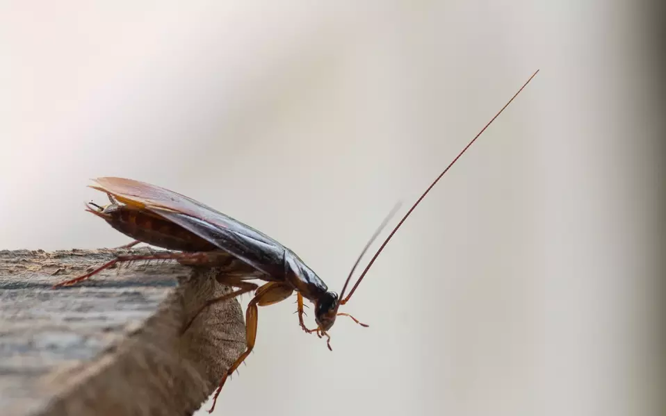hoe te ûntdwaan fan kakkerlakken