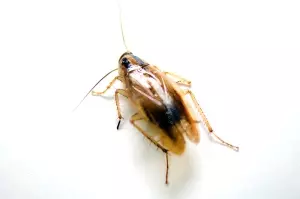 Vokiškas tarakonas, kaip atsikratyti kuojų