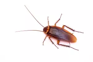 scarafaggio americano, come sbarazzarsi degli scarafaggi