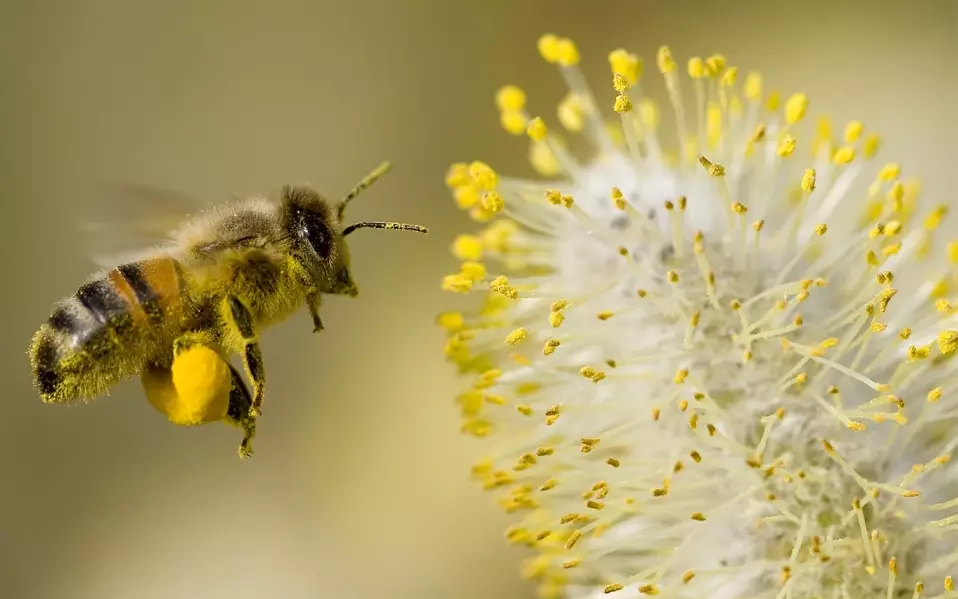 najlepsze suplementy pyłku pszczelego
