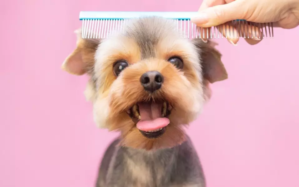 Anjing dipotong rambut di Pet