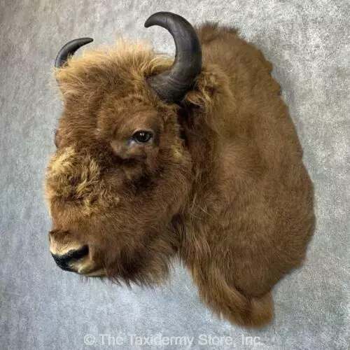 Europese bizon/Wisent buffel taxidermie schouderbevestiging