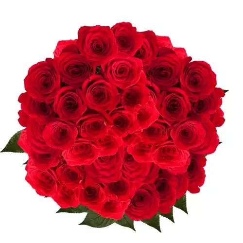 GlobalRose 100 roses rouge foncé fraîchement coupées
