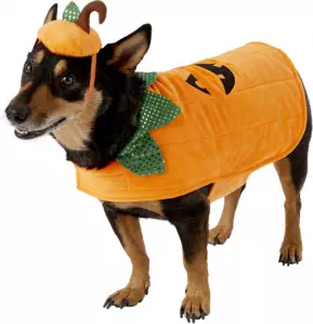 Halloweenowy kostium psa dyni