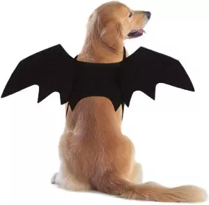 txakurra Halloween mozorroak rypet bat
