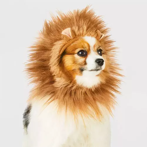 kostium psiej grzywy lwa, najlepsze kostiumy na Halloween dla psów
