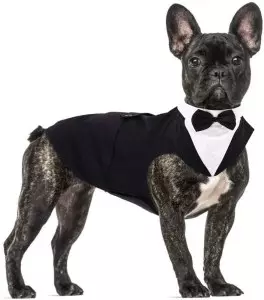 con chó trang phục Halloween con chó bộ lễ phục chính thức