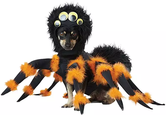 kincê kûçikê spider, ji bo kûçikan cilê Halloween
