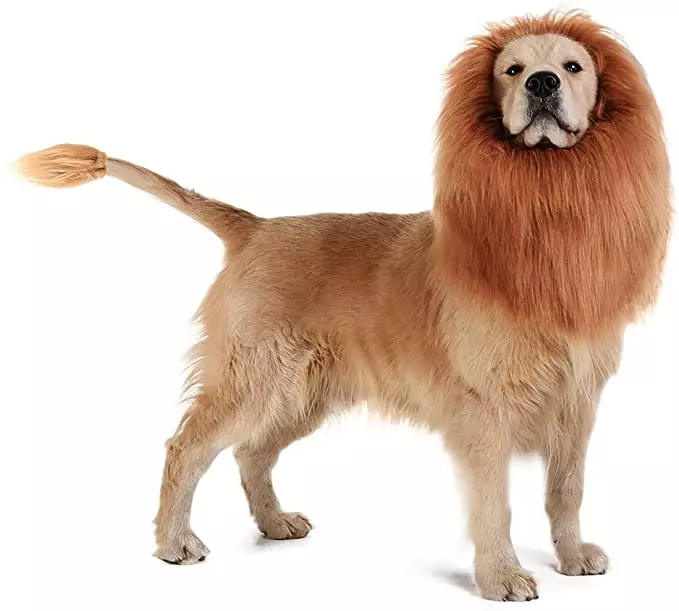kostium psa lwa, kostium na Halloween dla psów