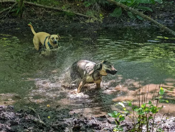 sniffspot ခွေး playdate