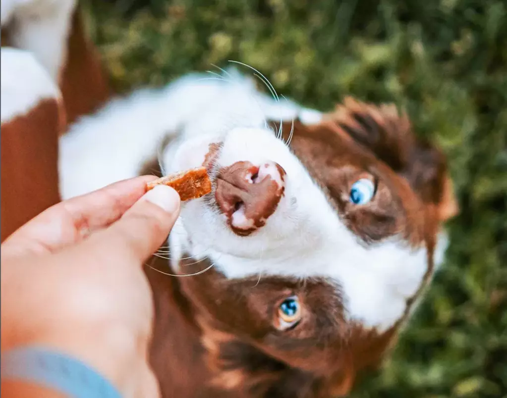 Wybór redaktora: 8 najlepszych zdrowych przysmaków dla psów, które pokochają zarówno szczenięta, jak i rodzice zwierząt domowych