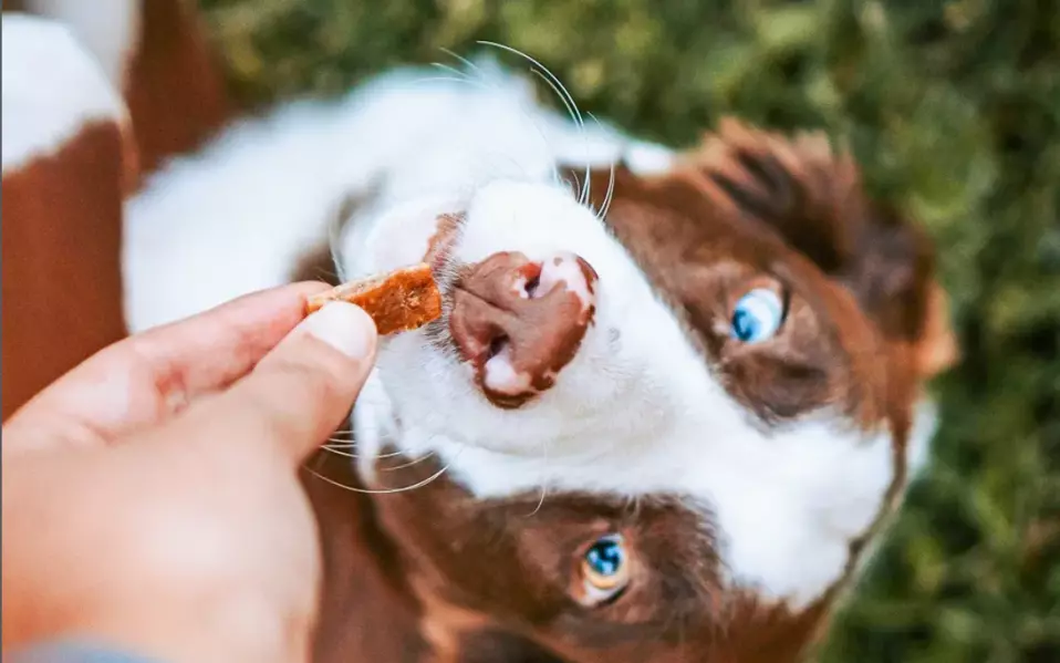 غذاهای سالم برای حیوانات خانگی، غذاهای سالم سگ
