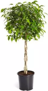 Амазоны фикус модноос худалдаж авч болох хамгийн сайн ургамал